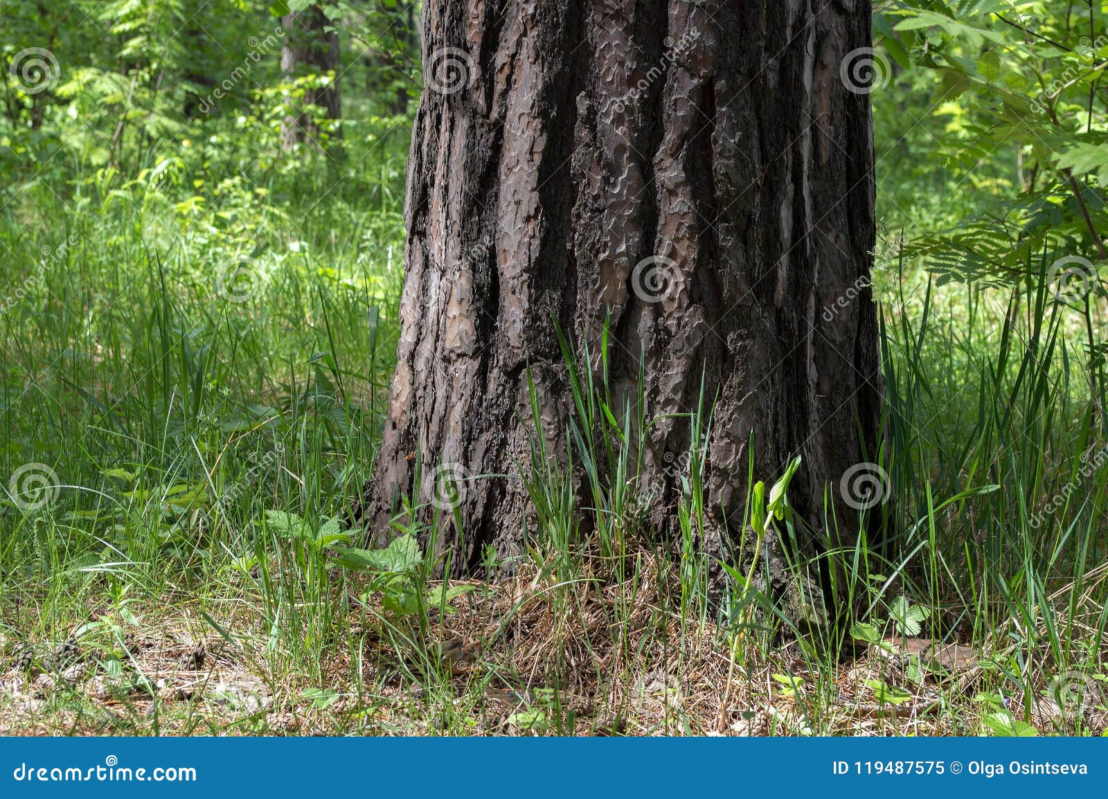 The Base of a Pine Tree in the Forest Stock Image - Image of landscape ...