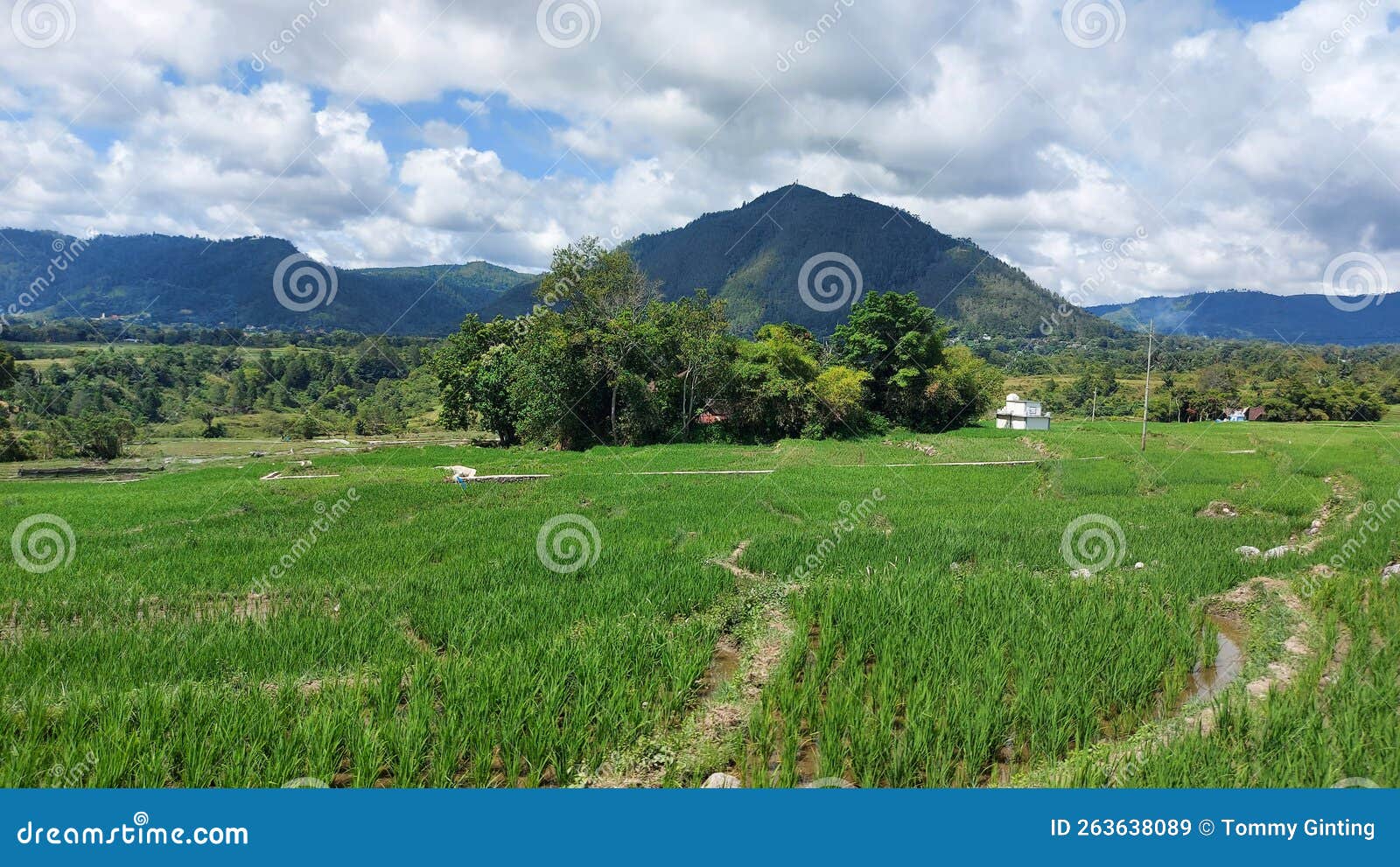 The Base of Rice Plantation Stock Image - Image of nature, green: 263638089