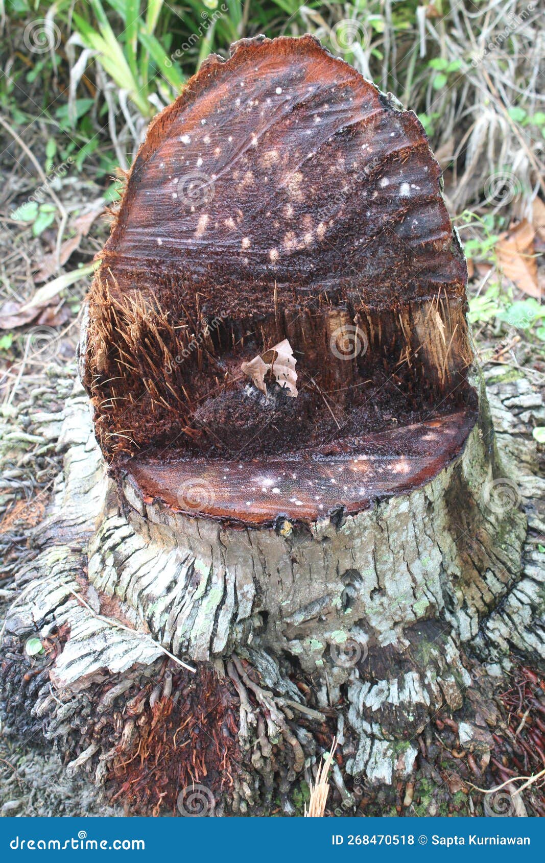 The Base and Roots of the Cut Coconut Tree are Still Left on the Ground ...