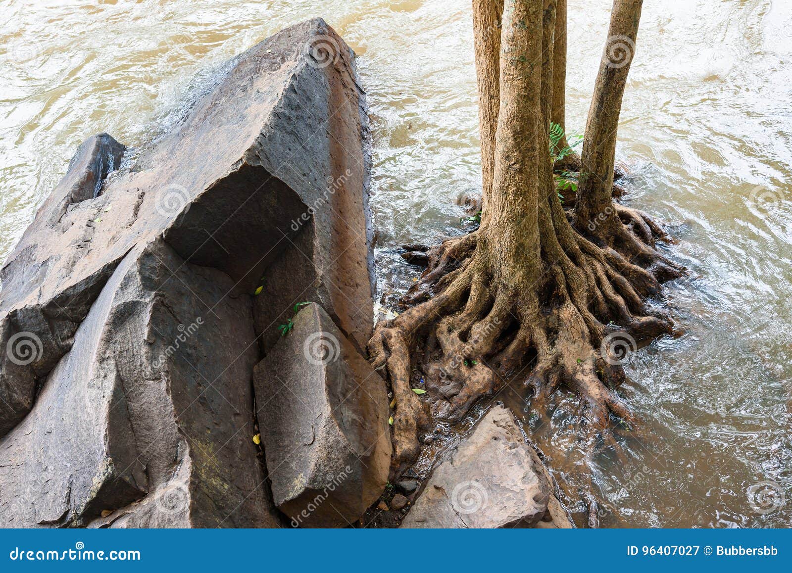 The Base and Roots of a Cypress Tree. Stock Image - Image of reflection ...