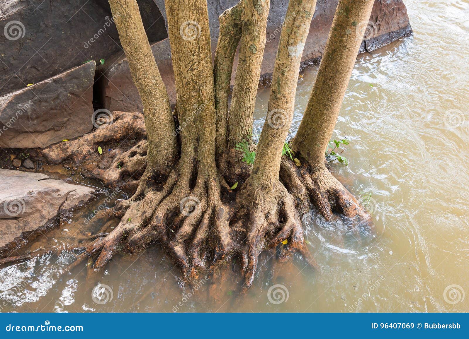 The Base and Roots of a Cypress Tree. Stock Image - Image of river ...