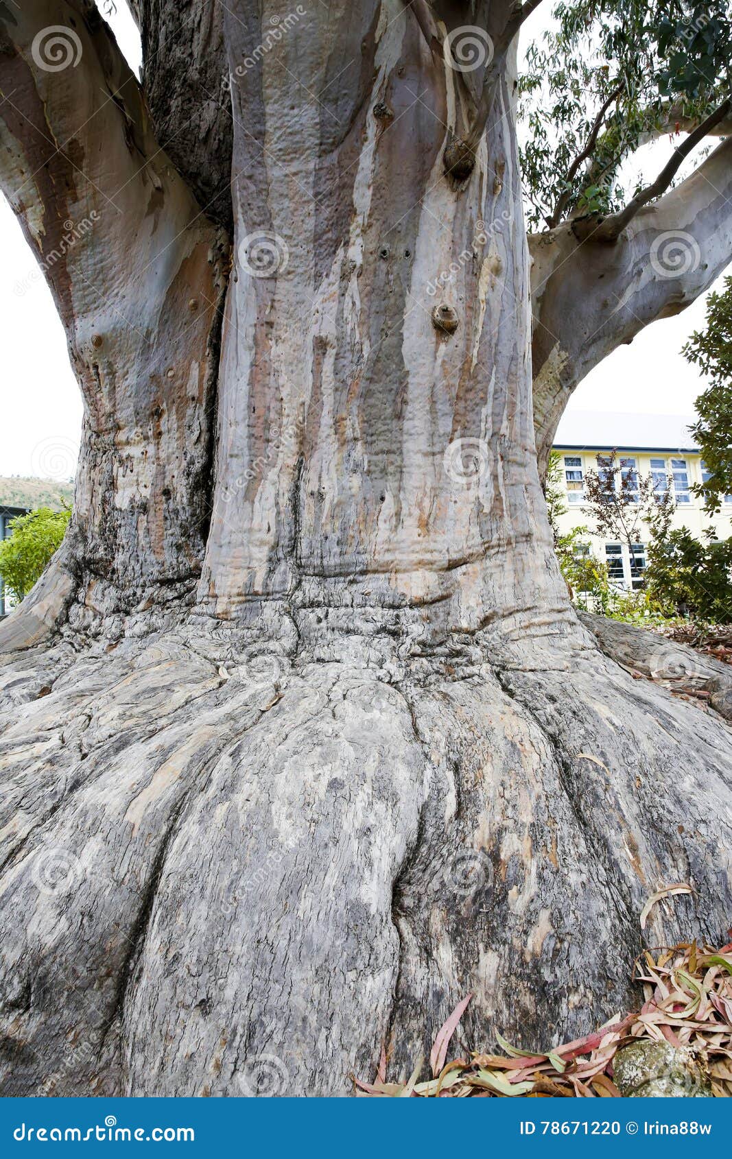Base Roots Giant Sequoia Tree . Nelson , New Zealand Stock Photo ...