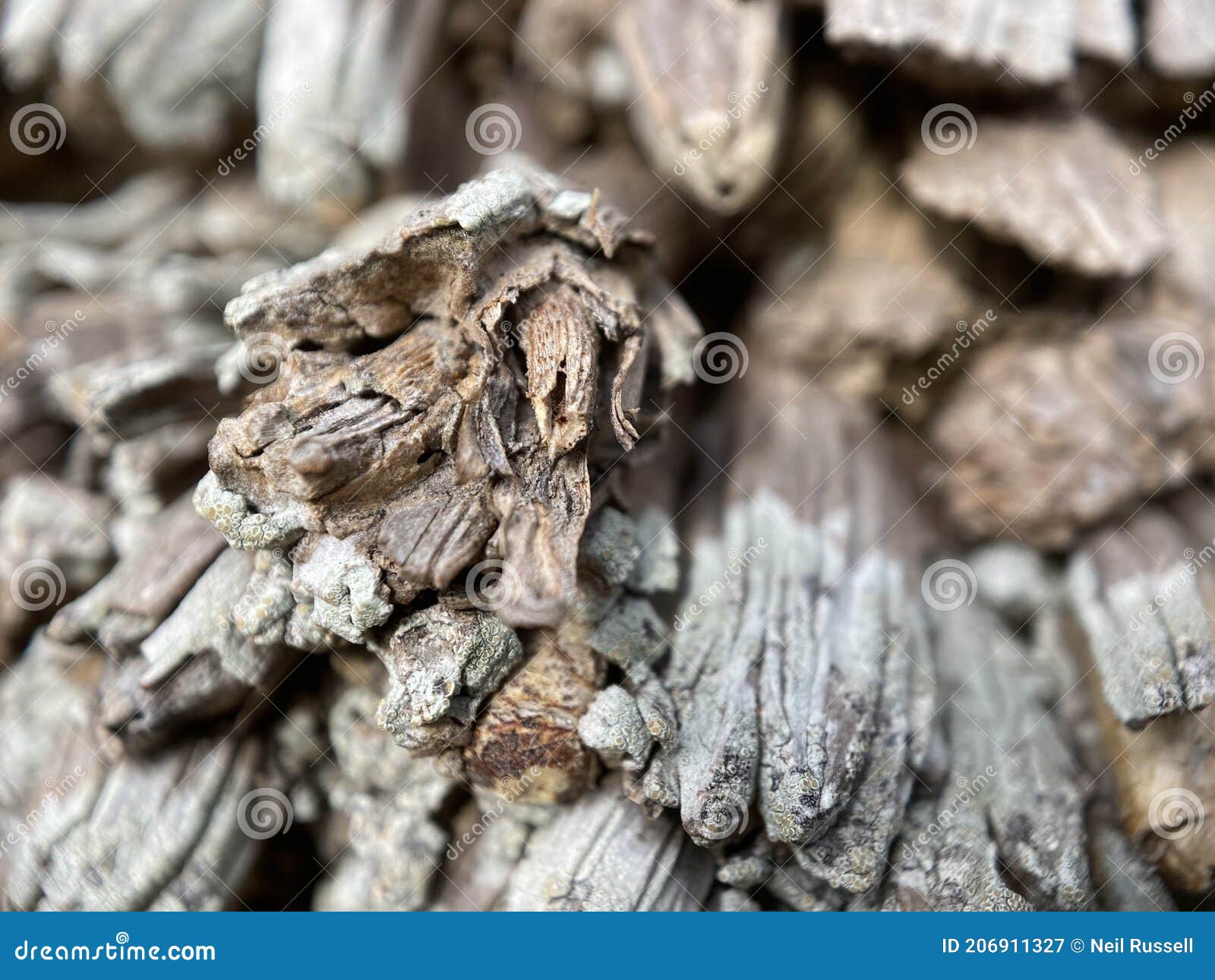 Base Section of Palm Tree stock image. Image of base - 206911327