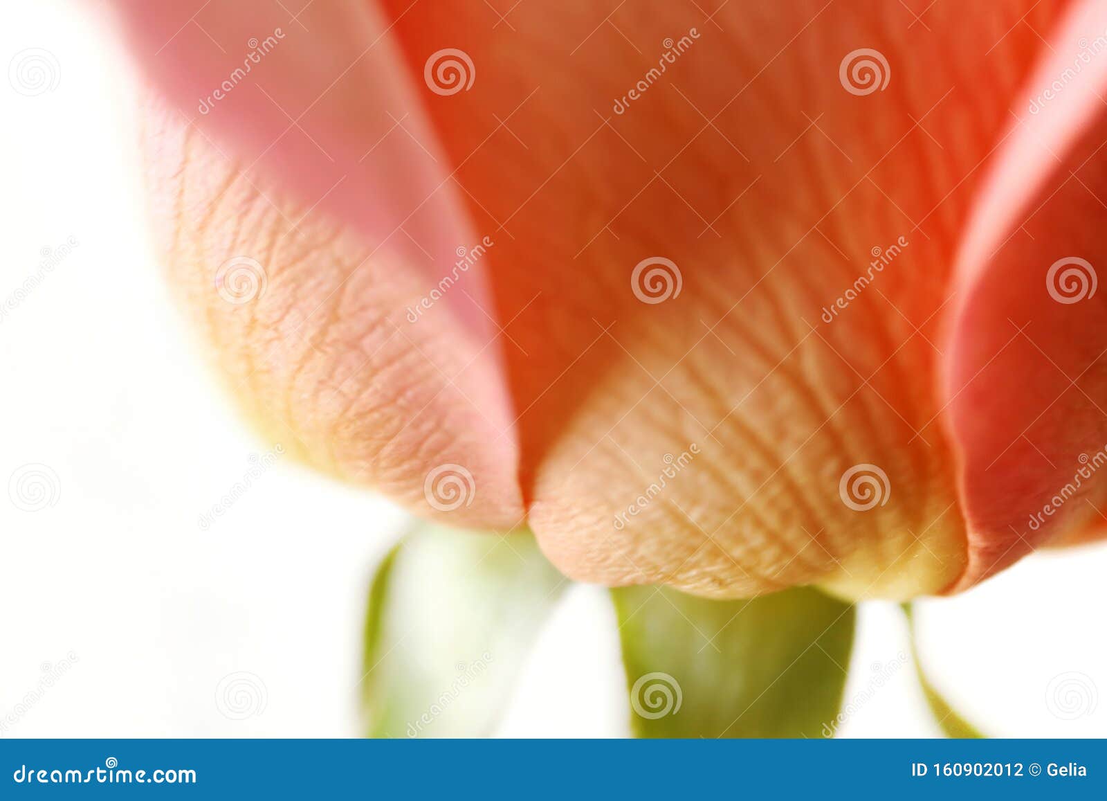 The Base of the Stem of a Pink Rose. Close Up Stock Photo - Image of ...