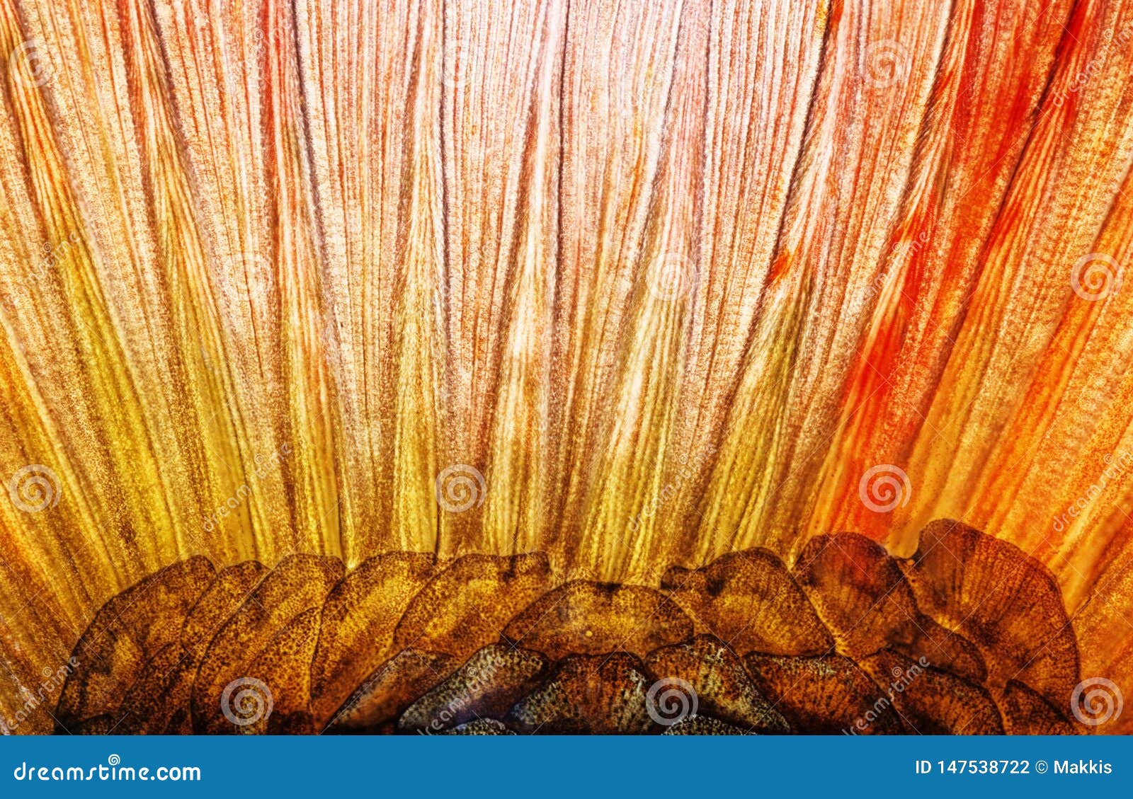 Base of the Tail Fin of the Fish Stock Photo - Image of macro, close ...