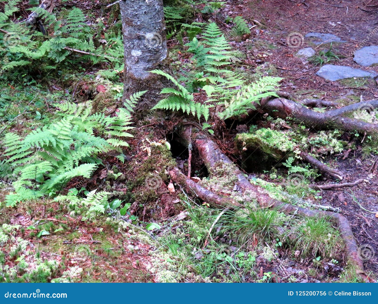 Base of a Tree Covered of Moss in the Forest Stock Photo - Image of ...