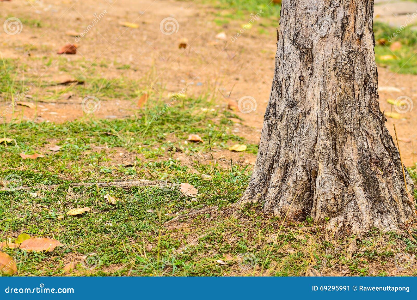 Base tree stock image. Image of nature, morning, base - 69295991