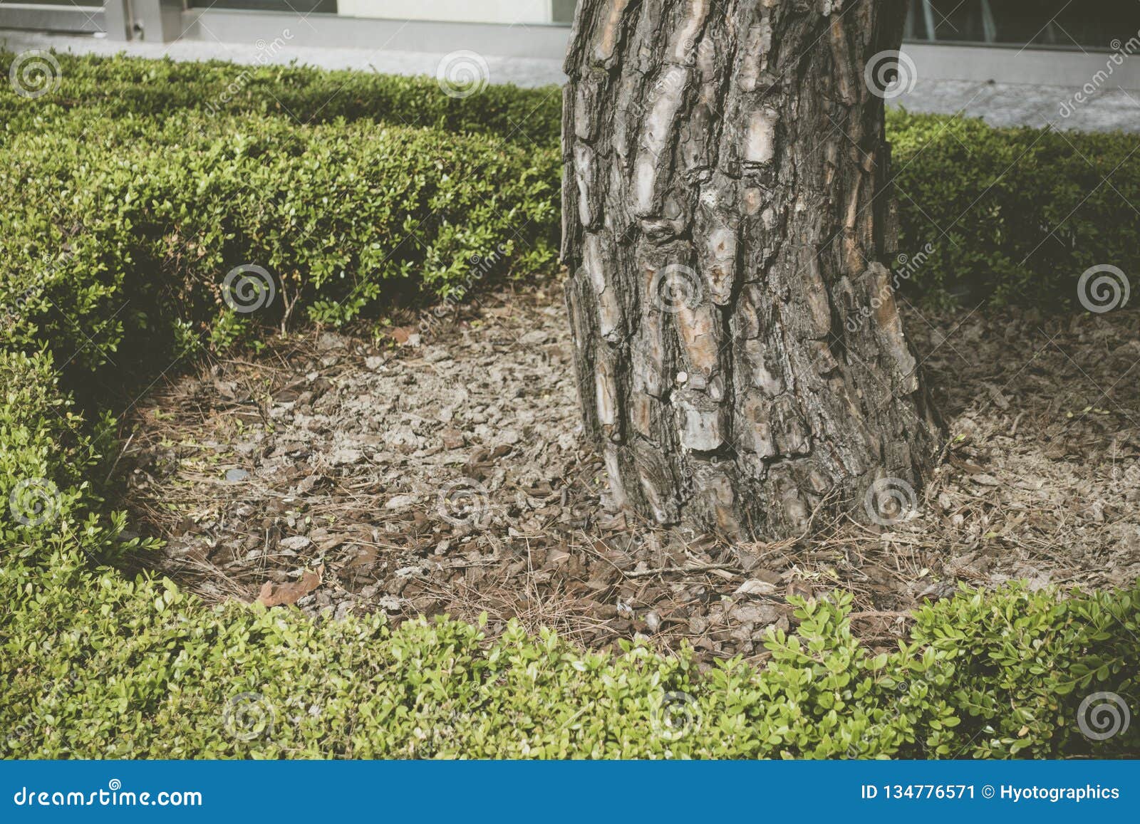 The Base of a Tree on the Grass Stock Image - Image of journey, field ...