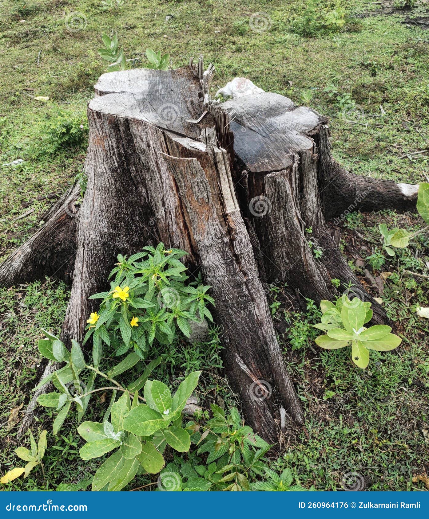 The Base of the Tree that Has Been Cut Down Stock Photo - Image of lawn ...