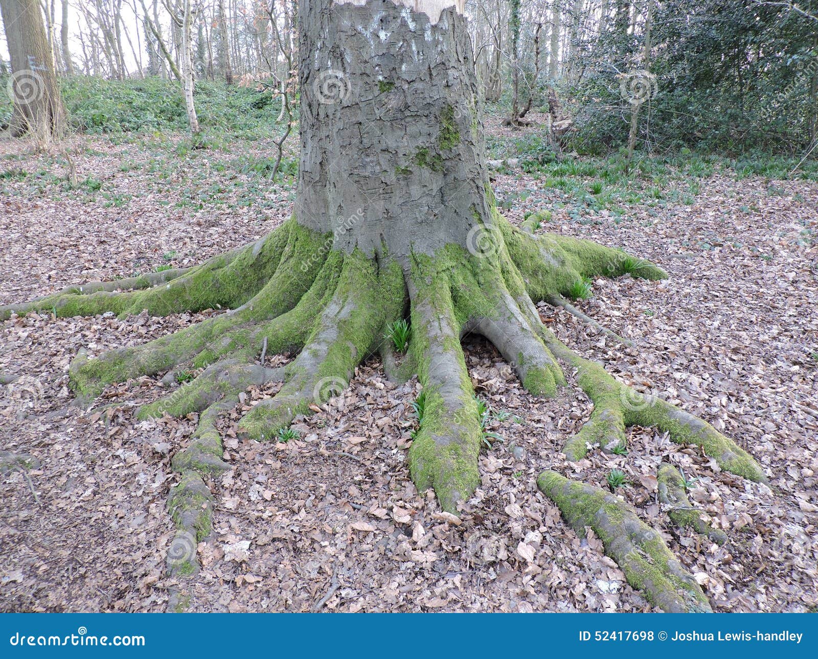 Base of Tree with Multiple Large Roots. Stock Photo - Image of ducks ... Base of Tree with Multiple Large Roots. Stock Photo - Image of ducks ...