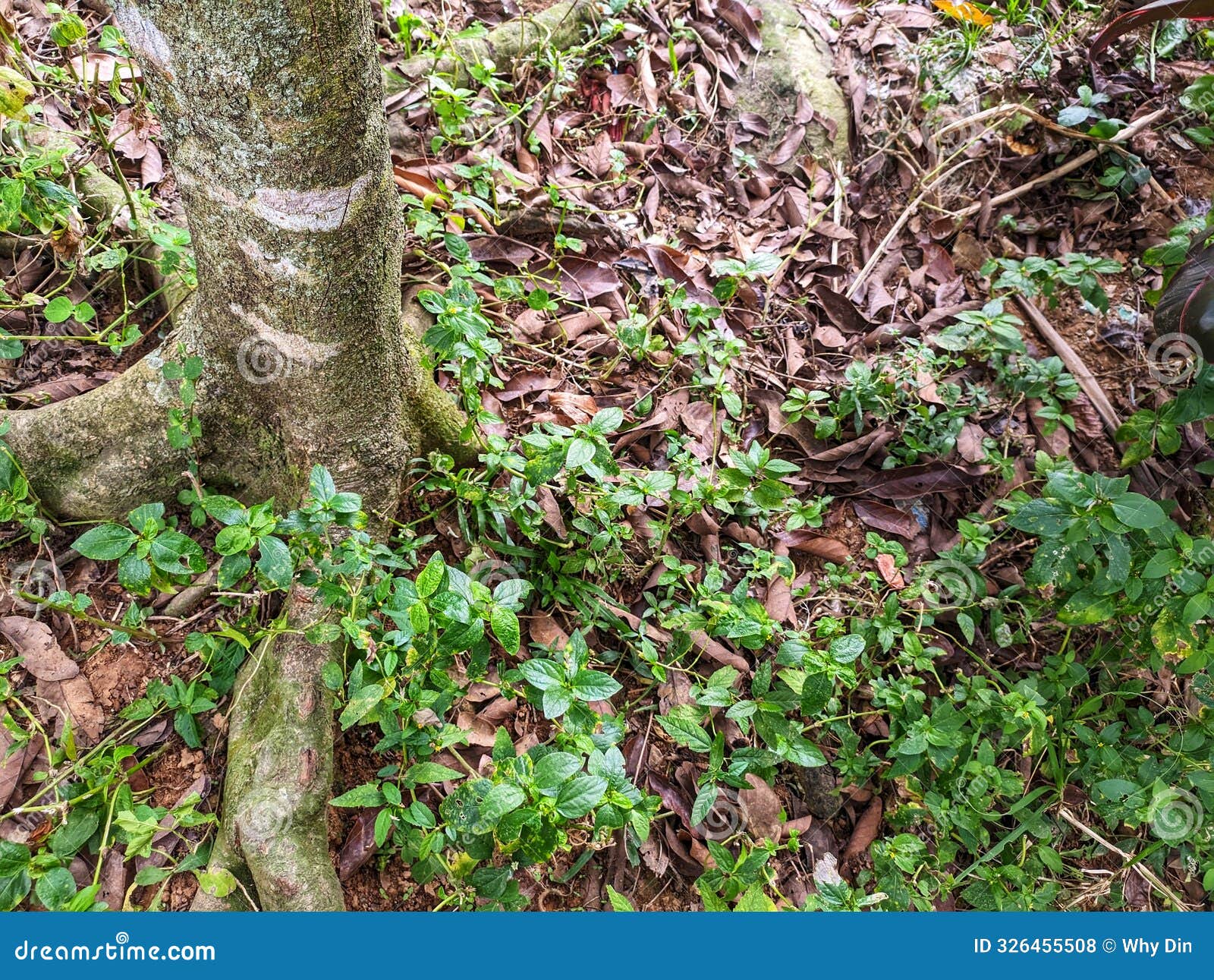 The Base of a Tree Surrounded by Green Plants and Leaves on the Forest ...