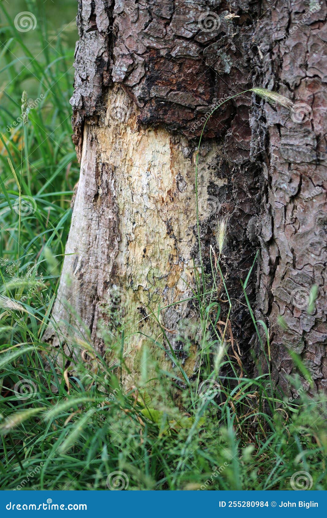 Base of Tree Trunk Damaged by Machinery in a Park Stock Photo - Image ...