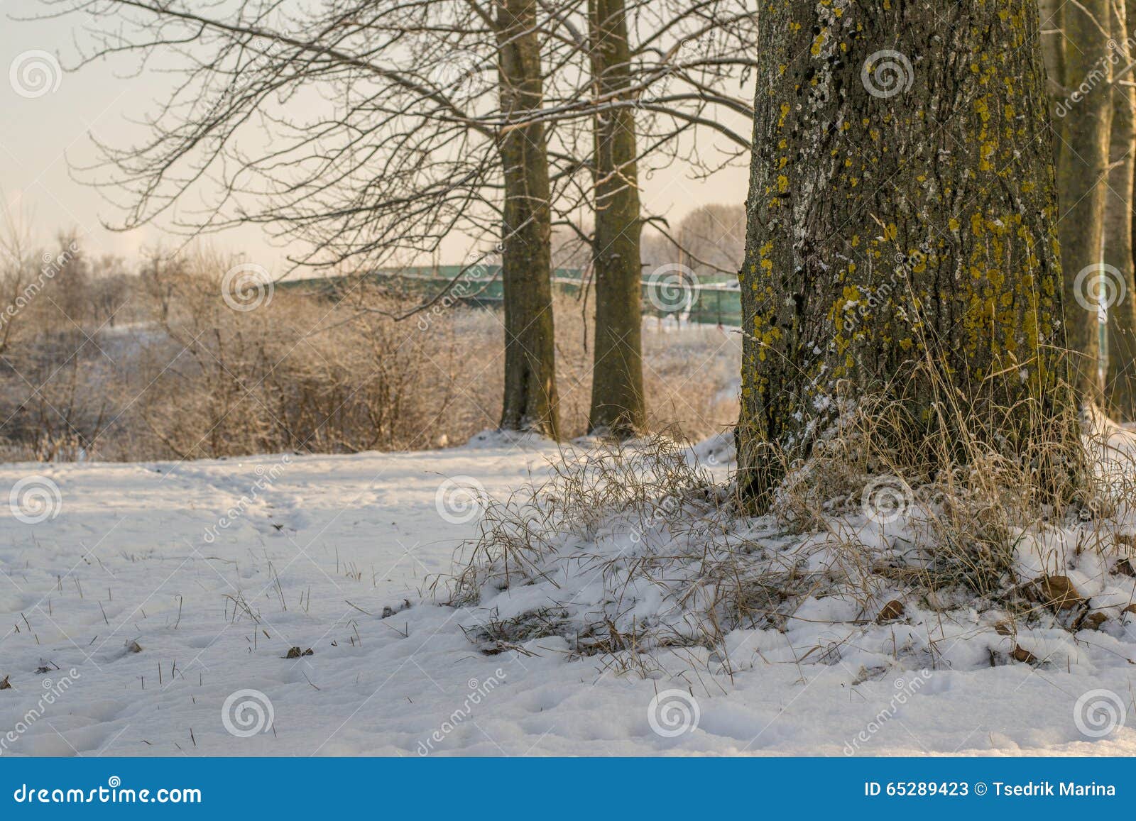 The Base of a Tree in Winter Park, Near the Ground Covered with Snow ...