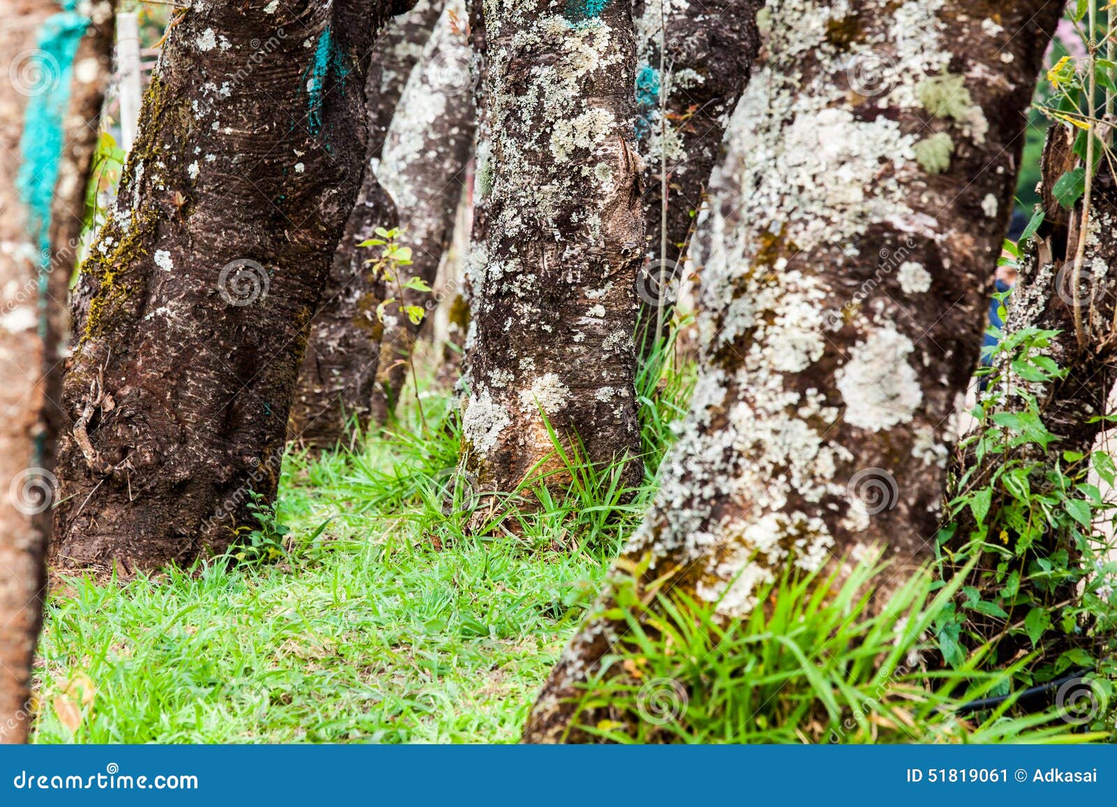 Base of Trees and Green Grass Stock Image - Image of outdoor, natural ...