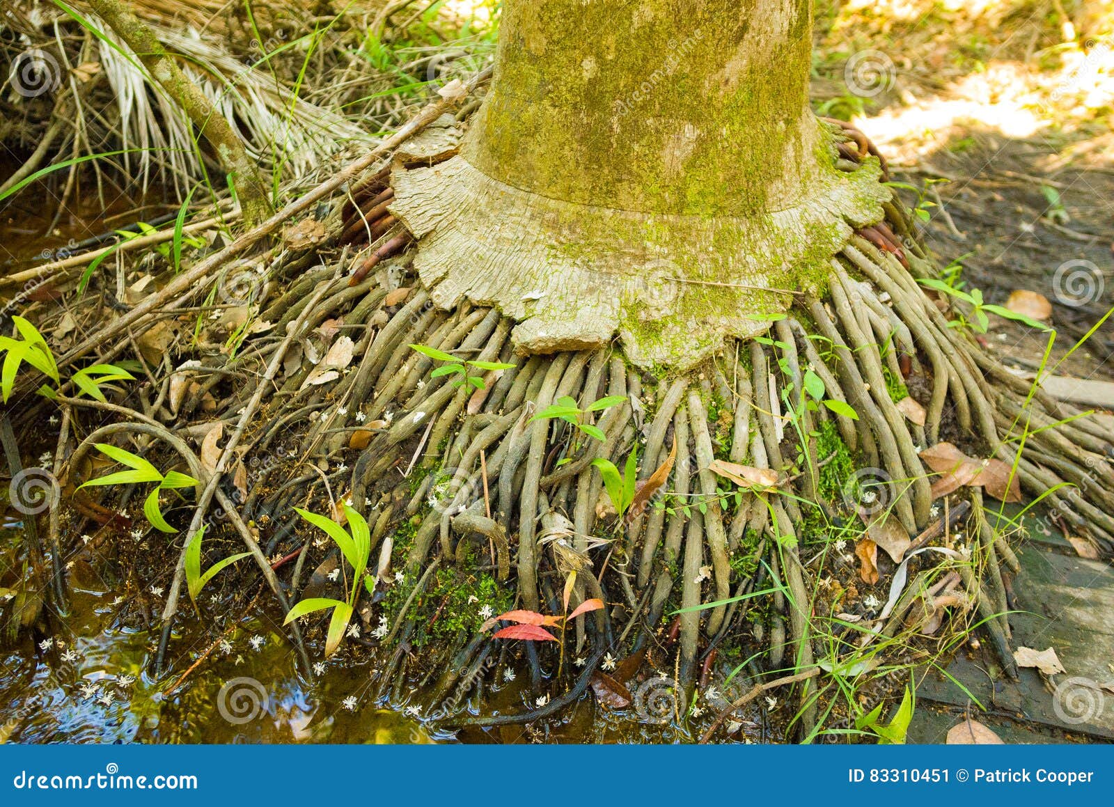 Base of tropical tree stock image. Image of plants, vegetation - 83310451