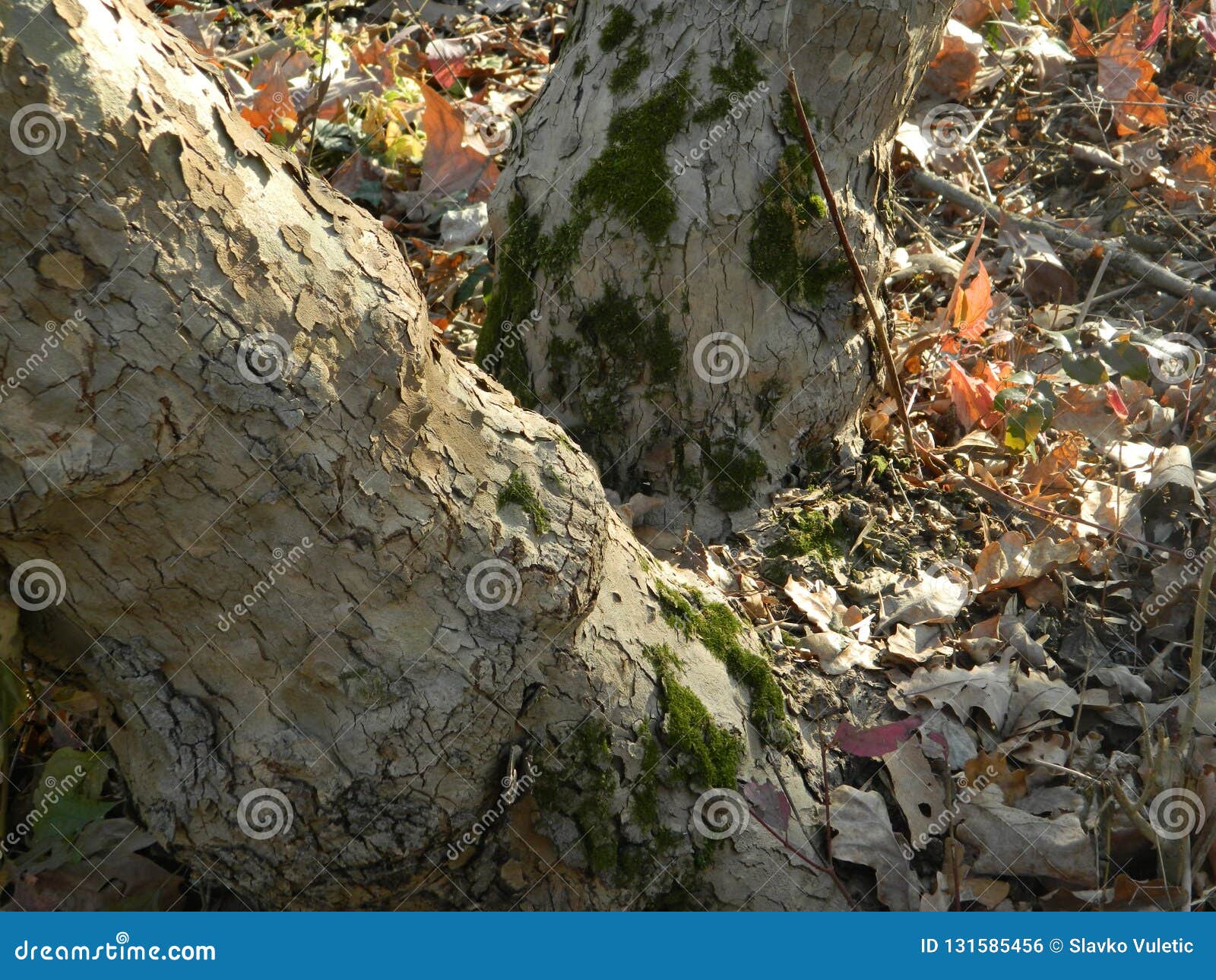 Base of Two Trees Joined Together Stock Photo - Image of base, yellow ...