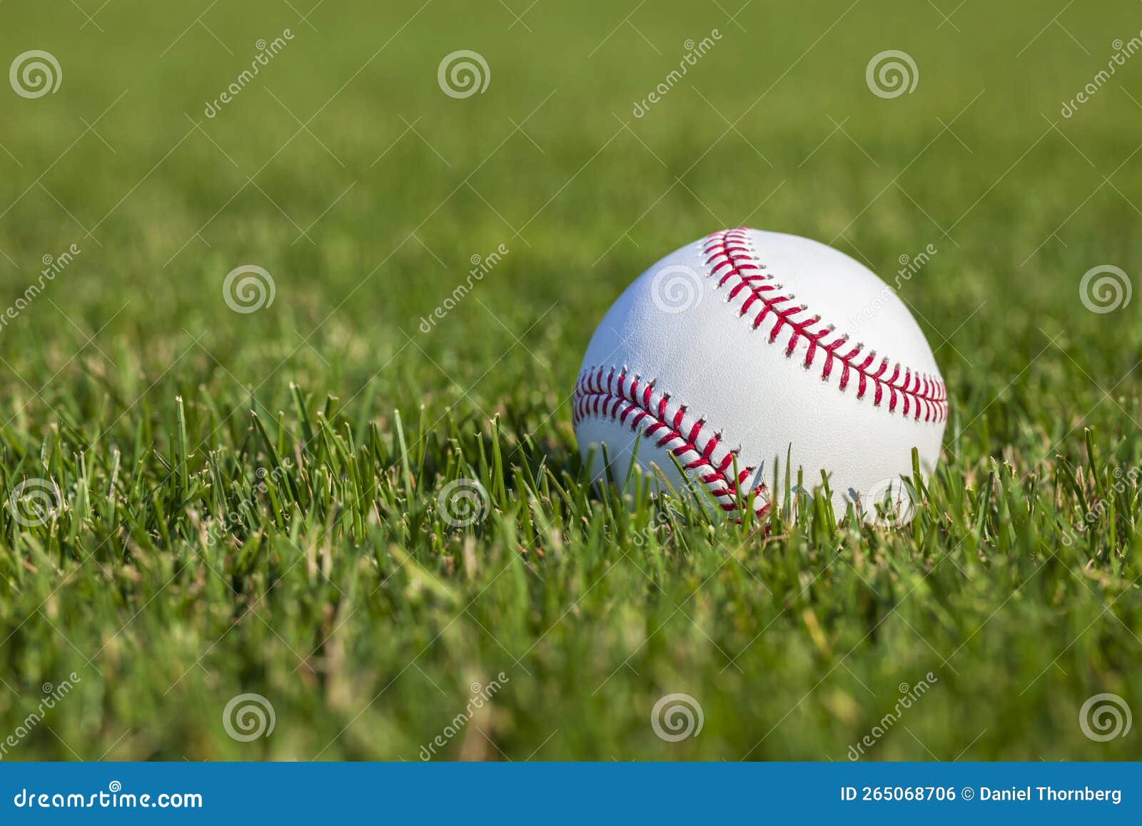 Baseball Close Up Selective Focus Low Angle in the Outfield Grass at a ...