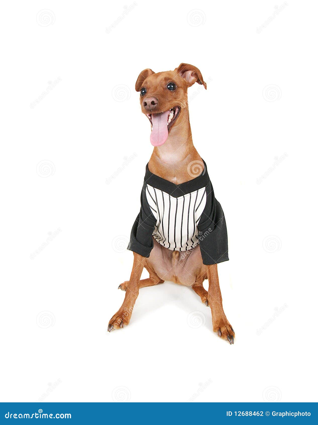 Baseball dog stock photo. Image of costume, canine, baseball - 12688462 Baseball dog stock photo. Image of costume, canine, baseball - 12688462
