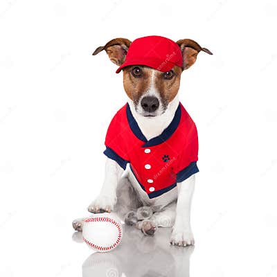 Baseball dog stock image. Image of humor, animal, background - 25217769