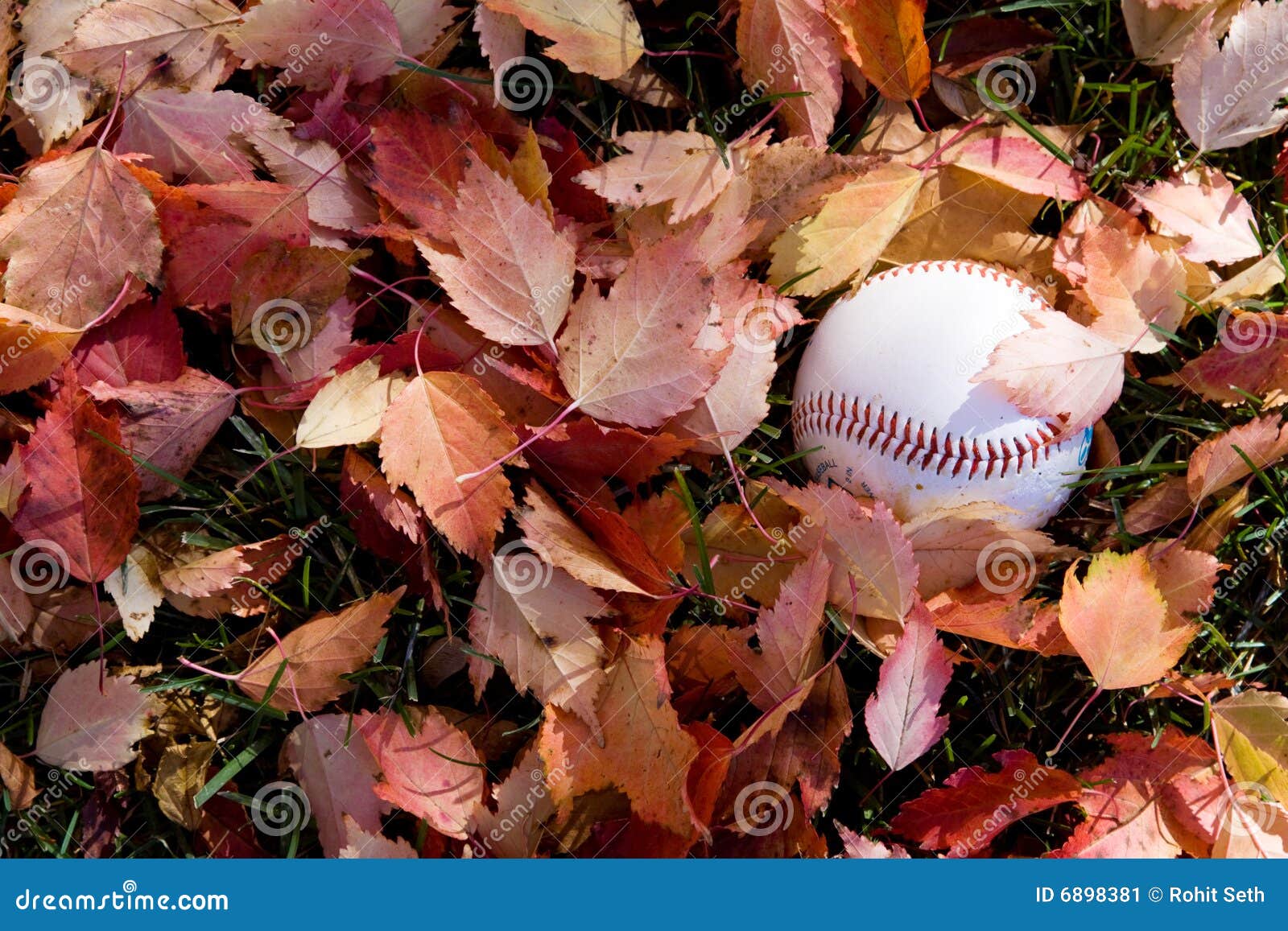 Baseball in fall season stock image. Image of play, leaves - 6898381