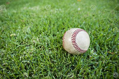Baseball in Outfield Grass stock photo. Image of base - 20249810