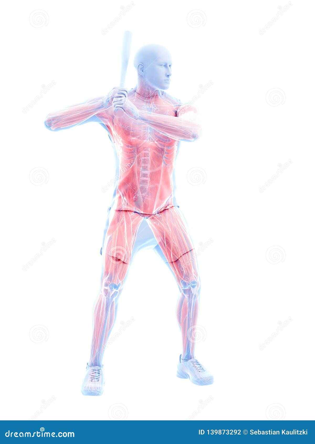 A baseball players muscles stock illustration. Illustration of hitting ... A baseball players muscles stock illustration. Illustration of hitting ...