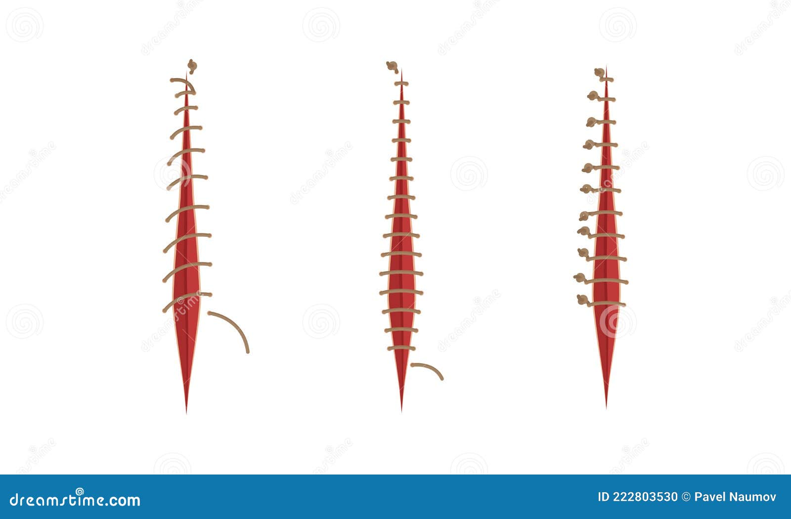 Baseball Stitches and Red Lace with Loop of Thread Isolated on White ...