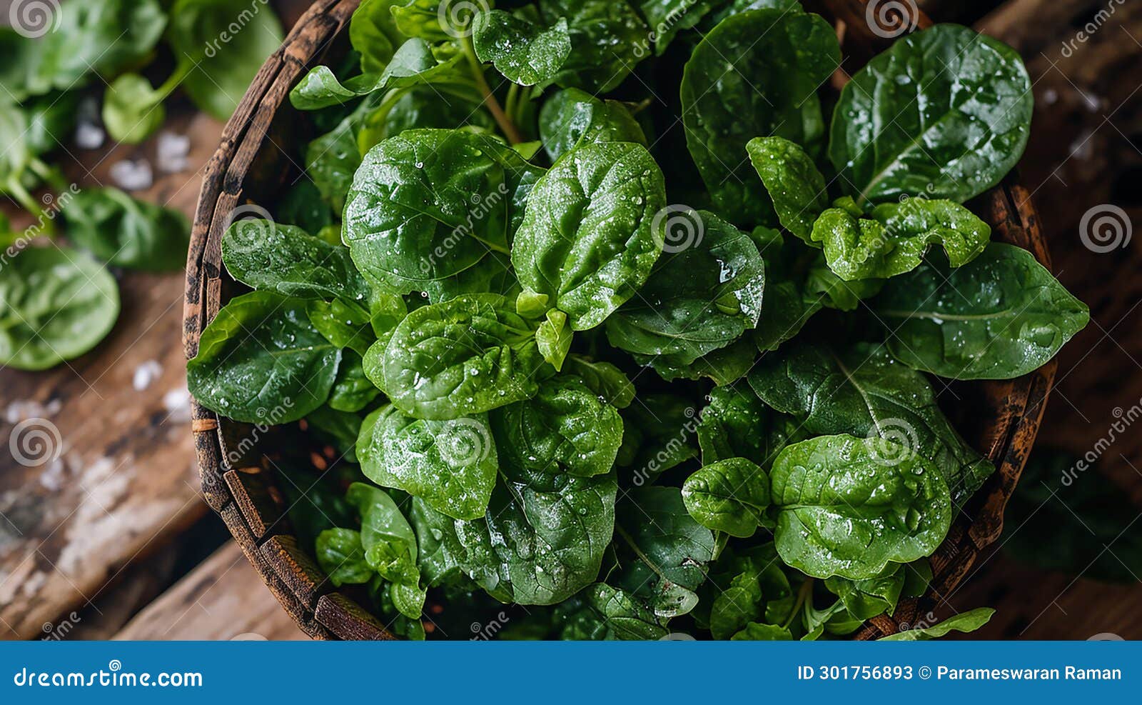 Basel leaves stock illustration. Illustration of basel - 301756893