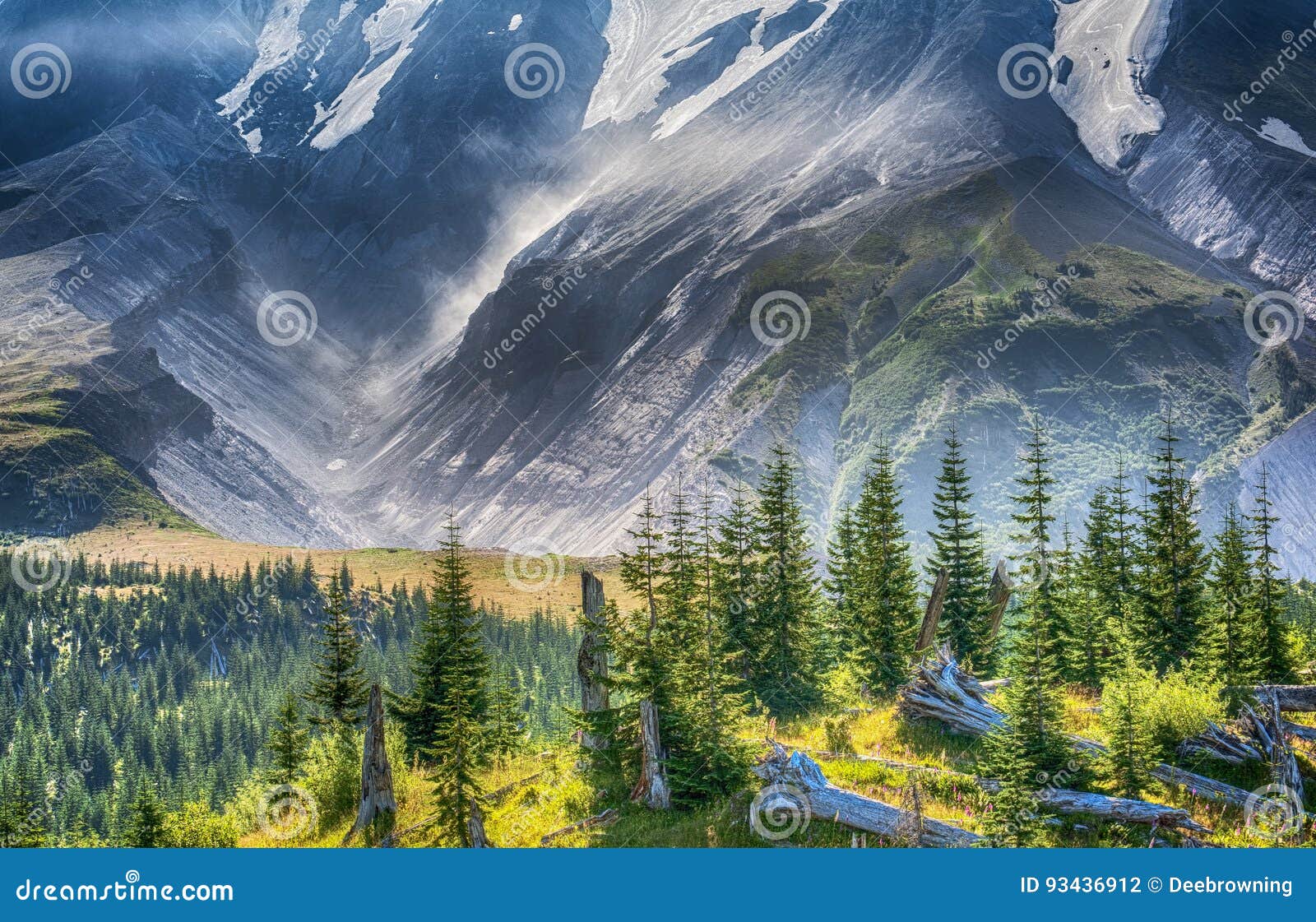 Baseline of New Growth Forest Stock Photo - Image of baseline, scenic ...