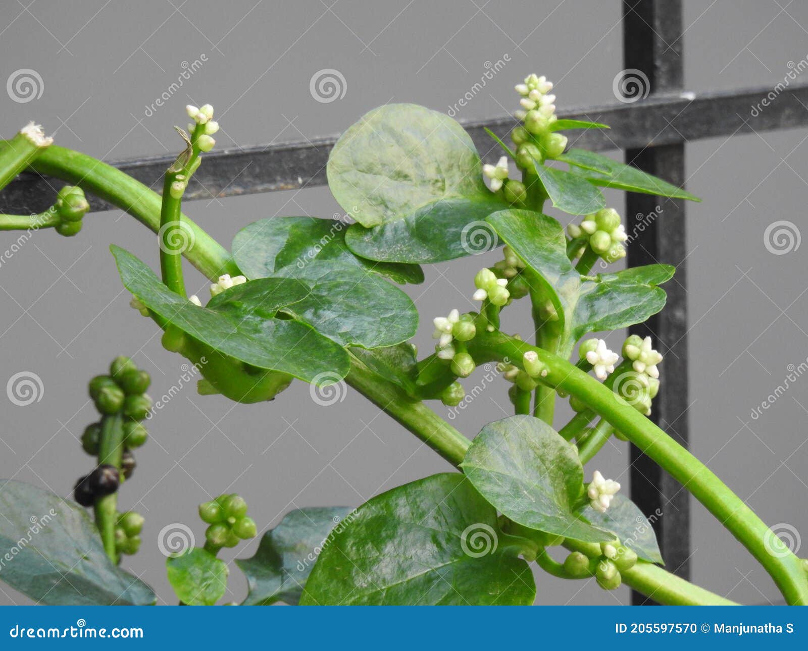 Basella Alba Fruit or Spinach Malabar Fruit on Leaf with Selective ...