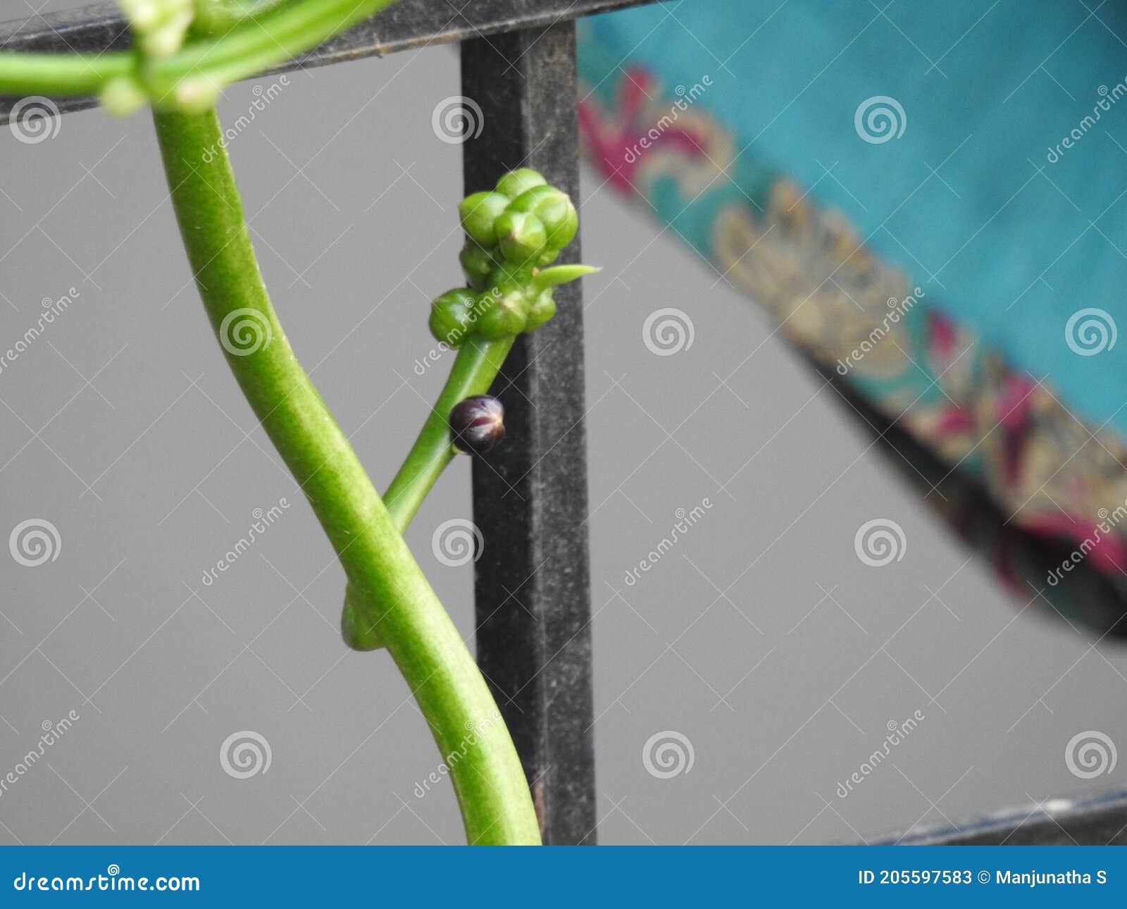 Basella Alba Fruit or Spinach Malabar Fruit on Leaf with Selective ...