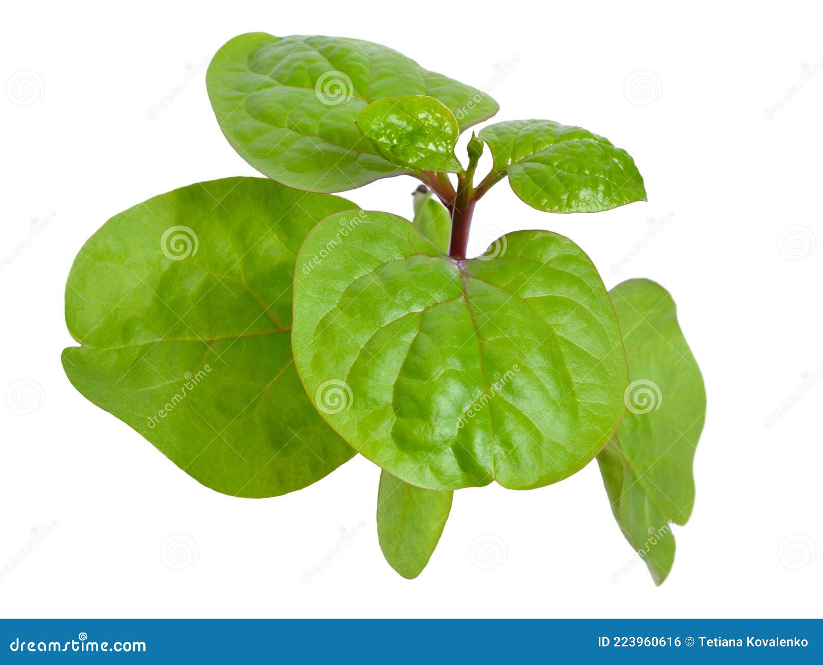 Malabar Spinach Or Ceylon Spinach Isolated On White Background Stock ...