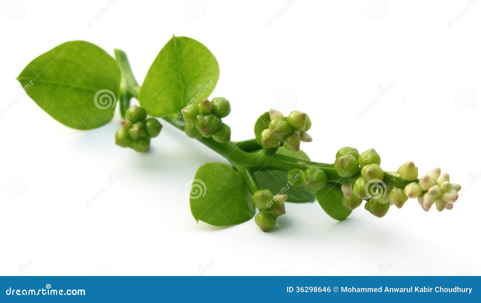 Basella Alba or Malabar Spinach Stock Photo - Image of vegetable, farm ...