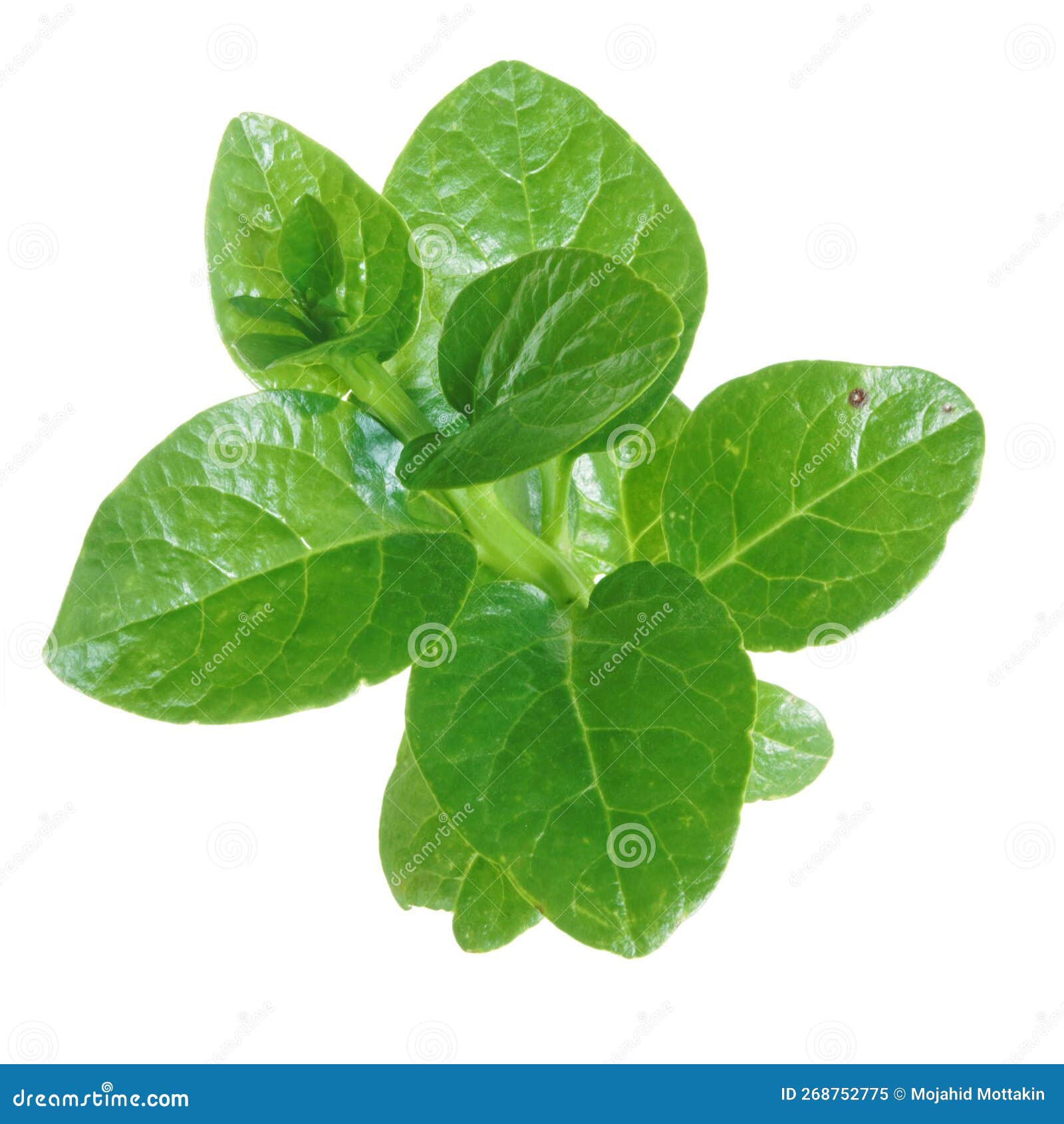 Basella Alba Malabar Spinach Isolated Stock Image - Image of alba ...