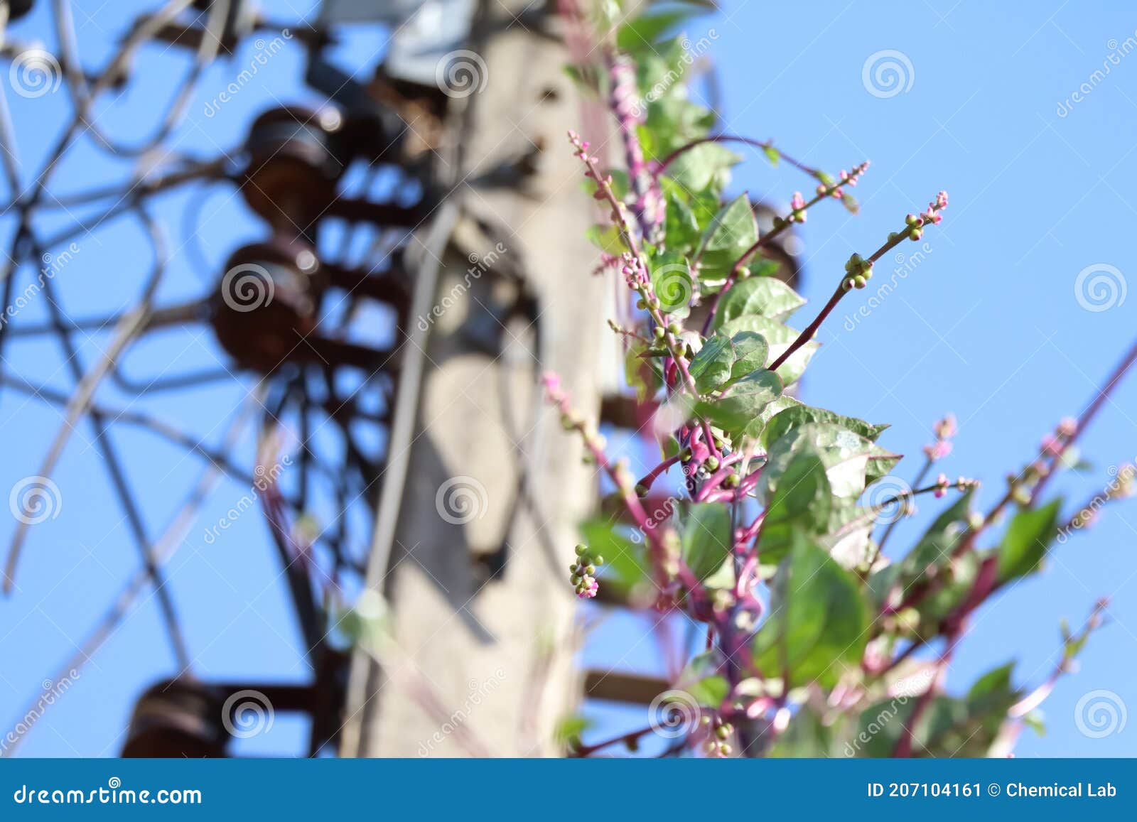Basella Rubra, Malabar Spinach, Ceylon Spinach, Indian Spinach, Malabar ...