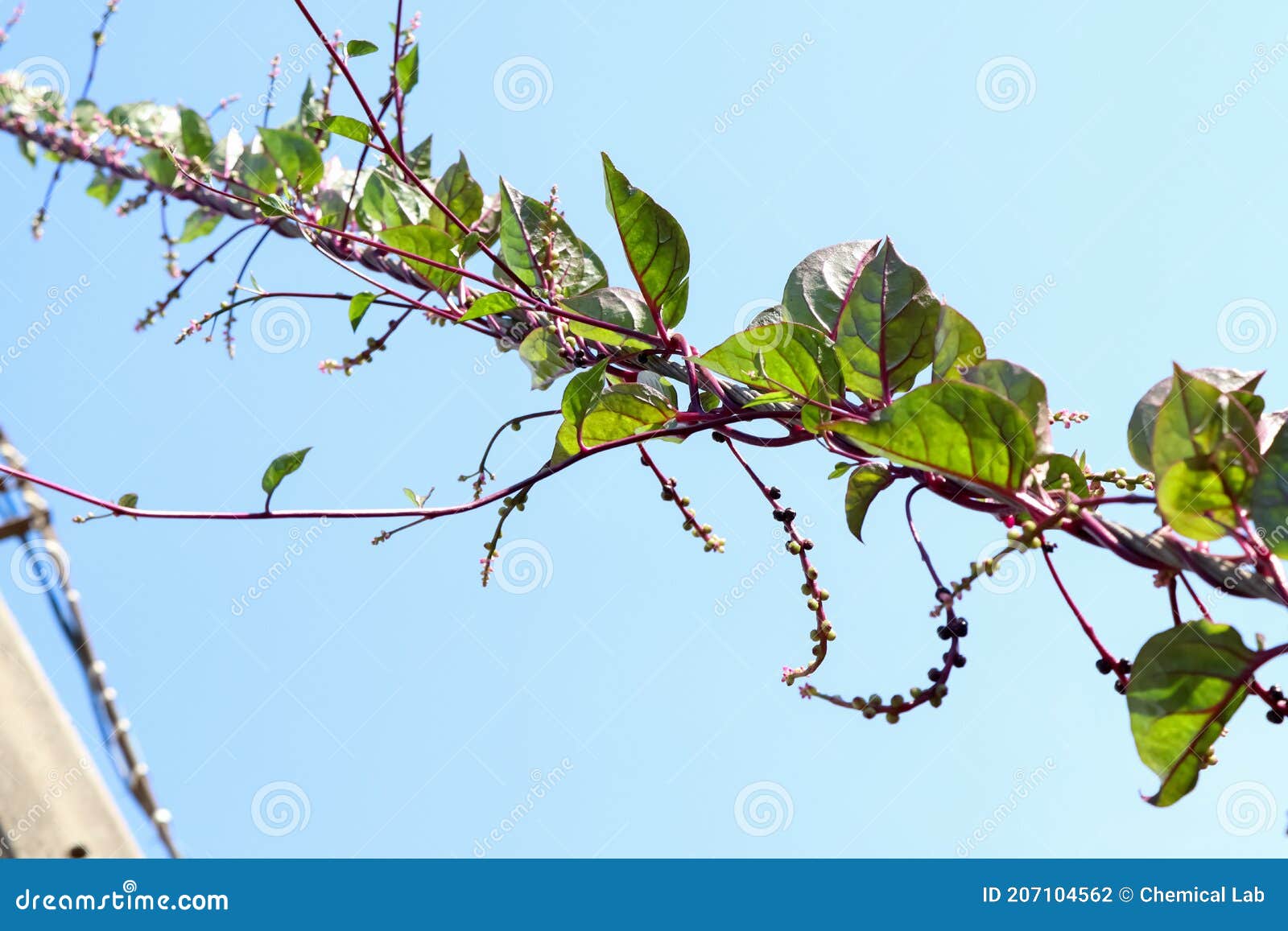 Basella Rubra, Malabar Spinach, Ceylon Spinach, Indian Spinach, Malabar ...