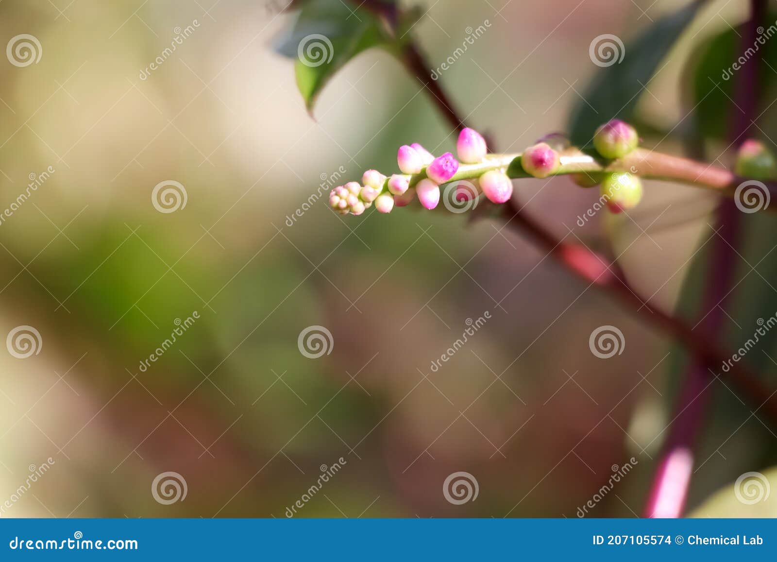 Basella Rubra, Malabar Spinach, Ceylon Spinach, Indian Spinach, Malabar ...