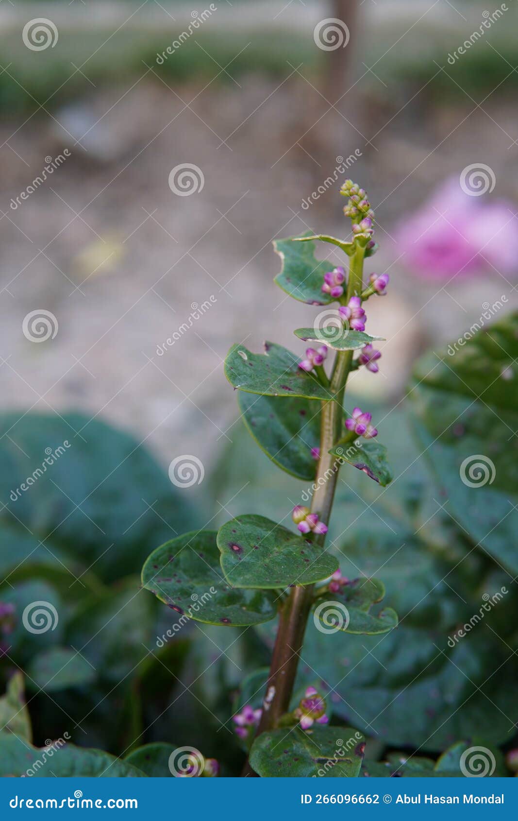 Basella Rubra, Malabar Spinach, Ceylon Spinach, Indian Spinach, Malabar ...