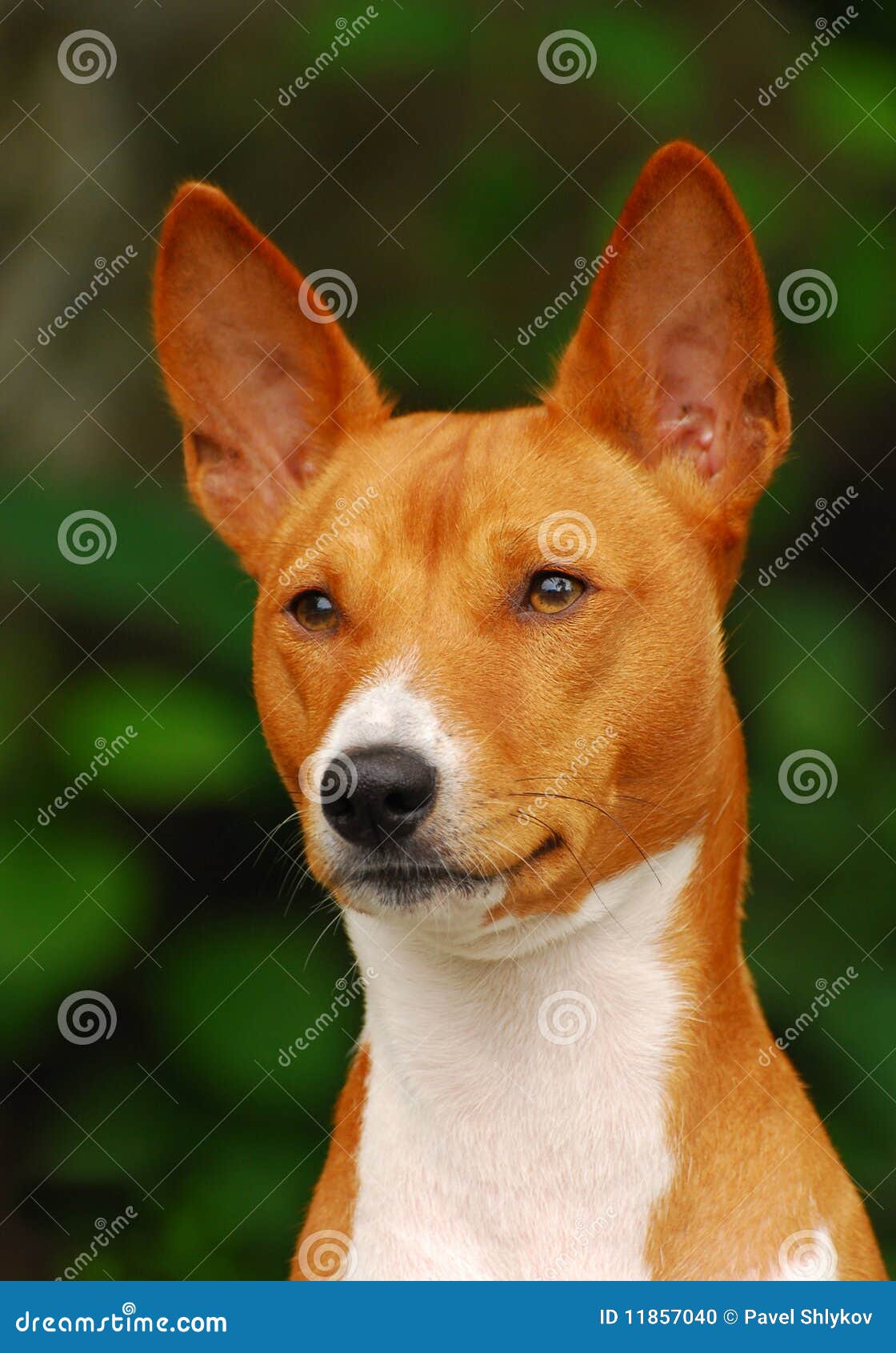 The Basenji stock photo. Image of loyalty, waiting, congo - 11857040