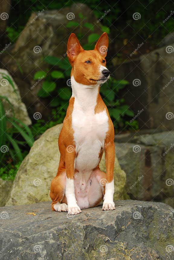 The Basenji stock image. Image of loyalty, brain, boys - 11857051