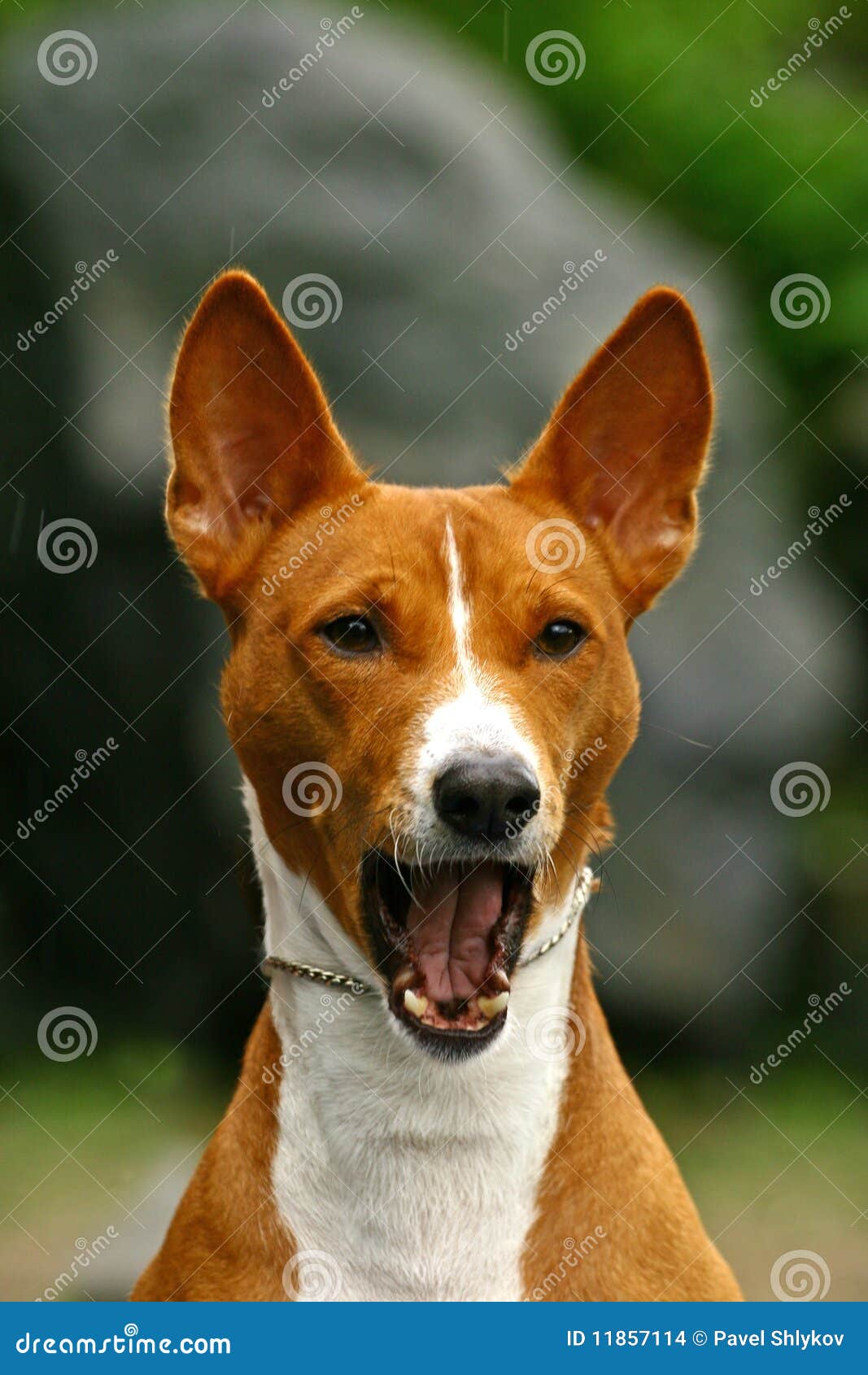 The Basenji stock photo. Image of attention, cross, shape - 11857114