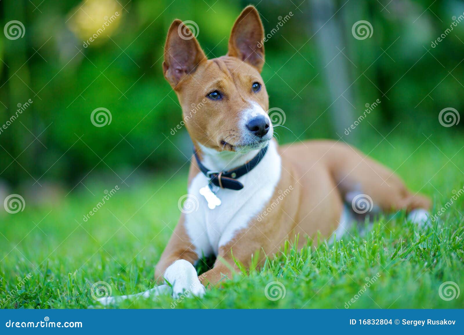 Basenji stock photo. Image of portrait, outdoors, focus - 16832804