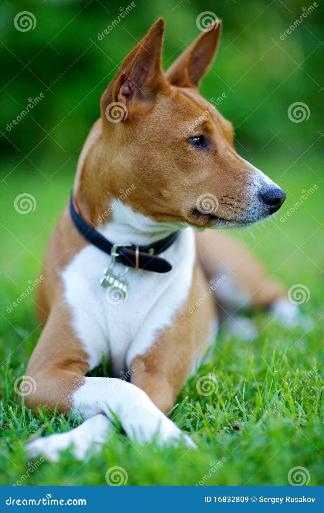 Basenji stock image. Image of posing, pets, park, basenji - 16832809