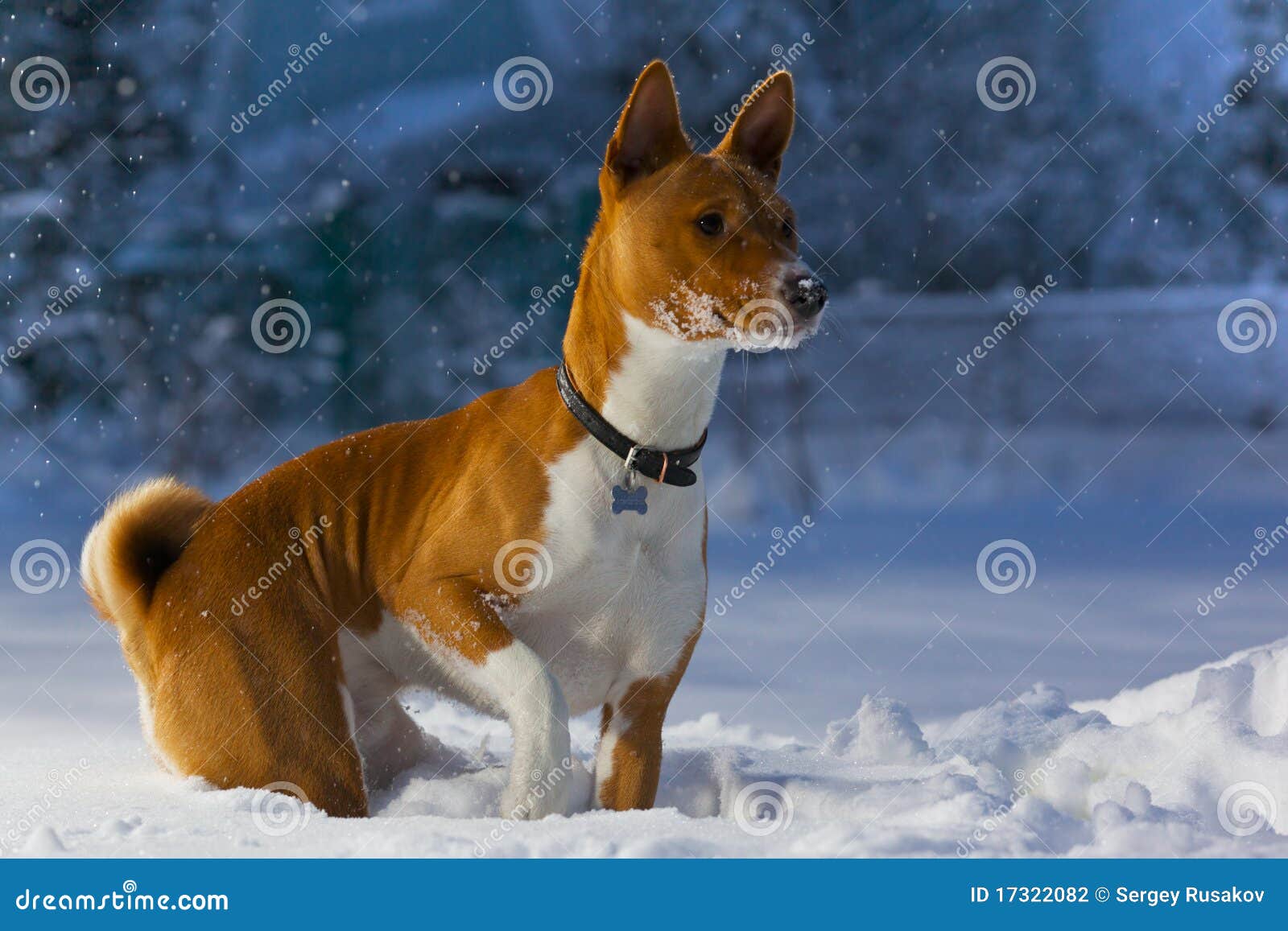 Basenji stock photo. Image of basenji, smart, human, breed - 17322082