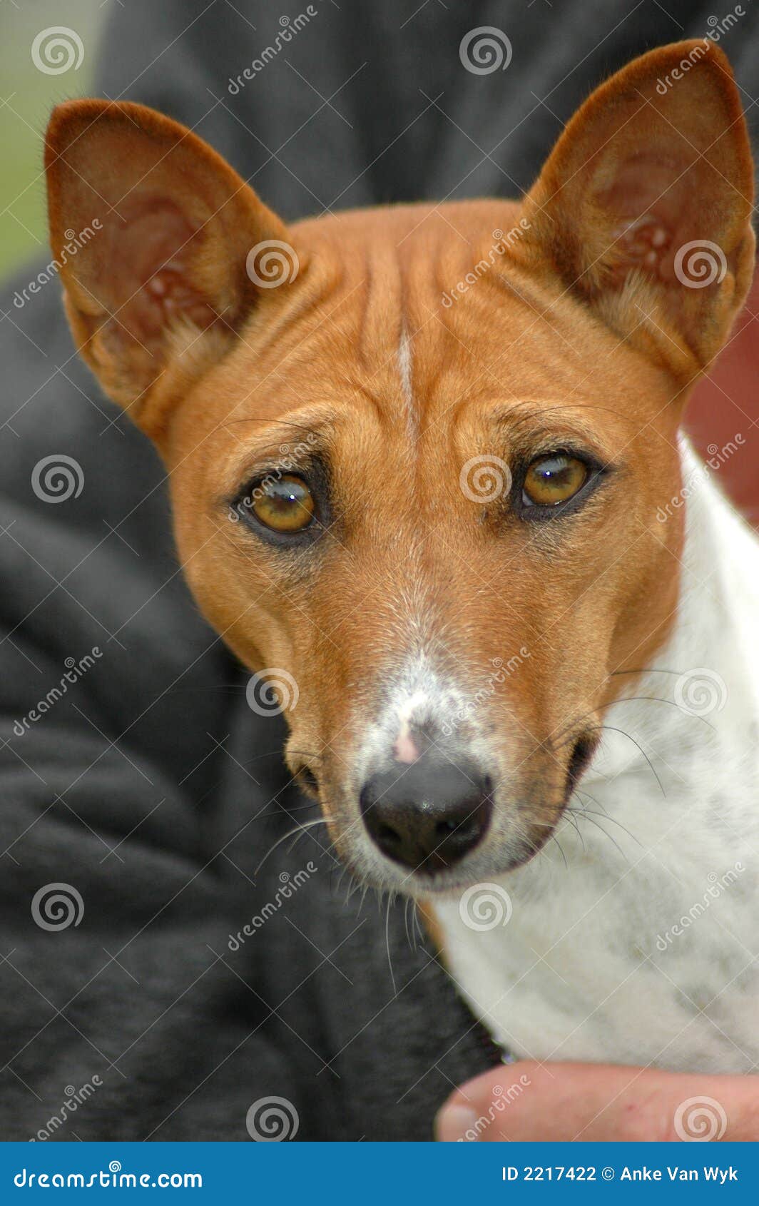 Basenji stock photo. Image of alert, head, basenjis, friend - 2217422