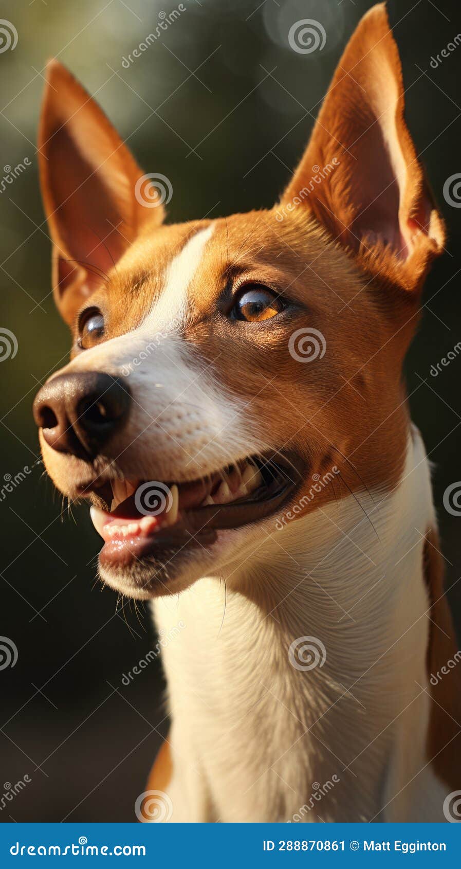 Basenji stock illustration. Illustration of happy, puppy - 288870861