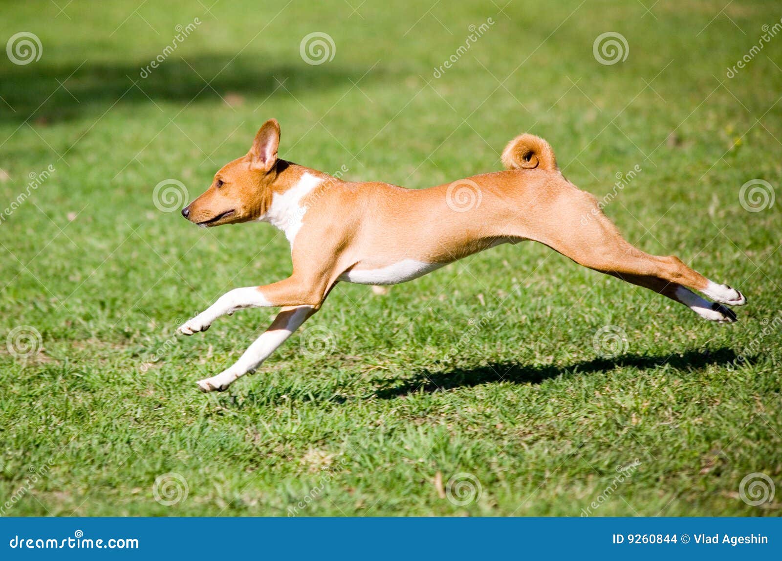 Basenji stock photo. Image of grass, outdoors, green, cheerful - 9260844