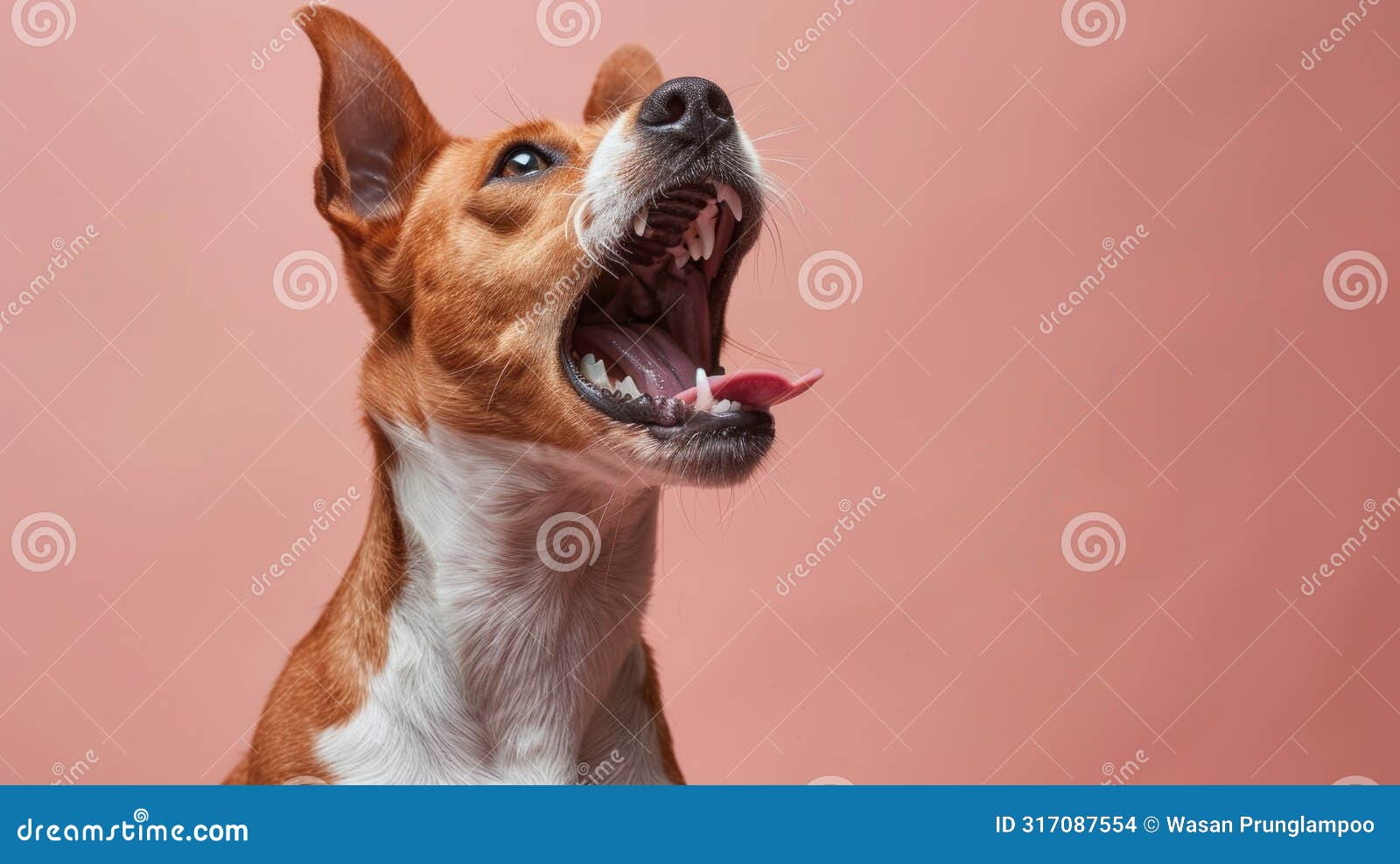 Basenji, Angry Dog Baring Its Teeth, Studio Lighting Pastel Background ...