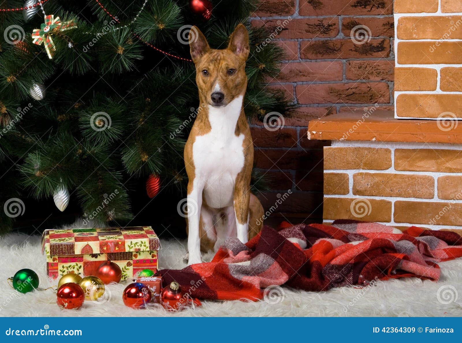 Basenji with Christmas-tree Decorations. Stock Image - Image of doggy ...