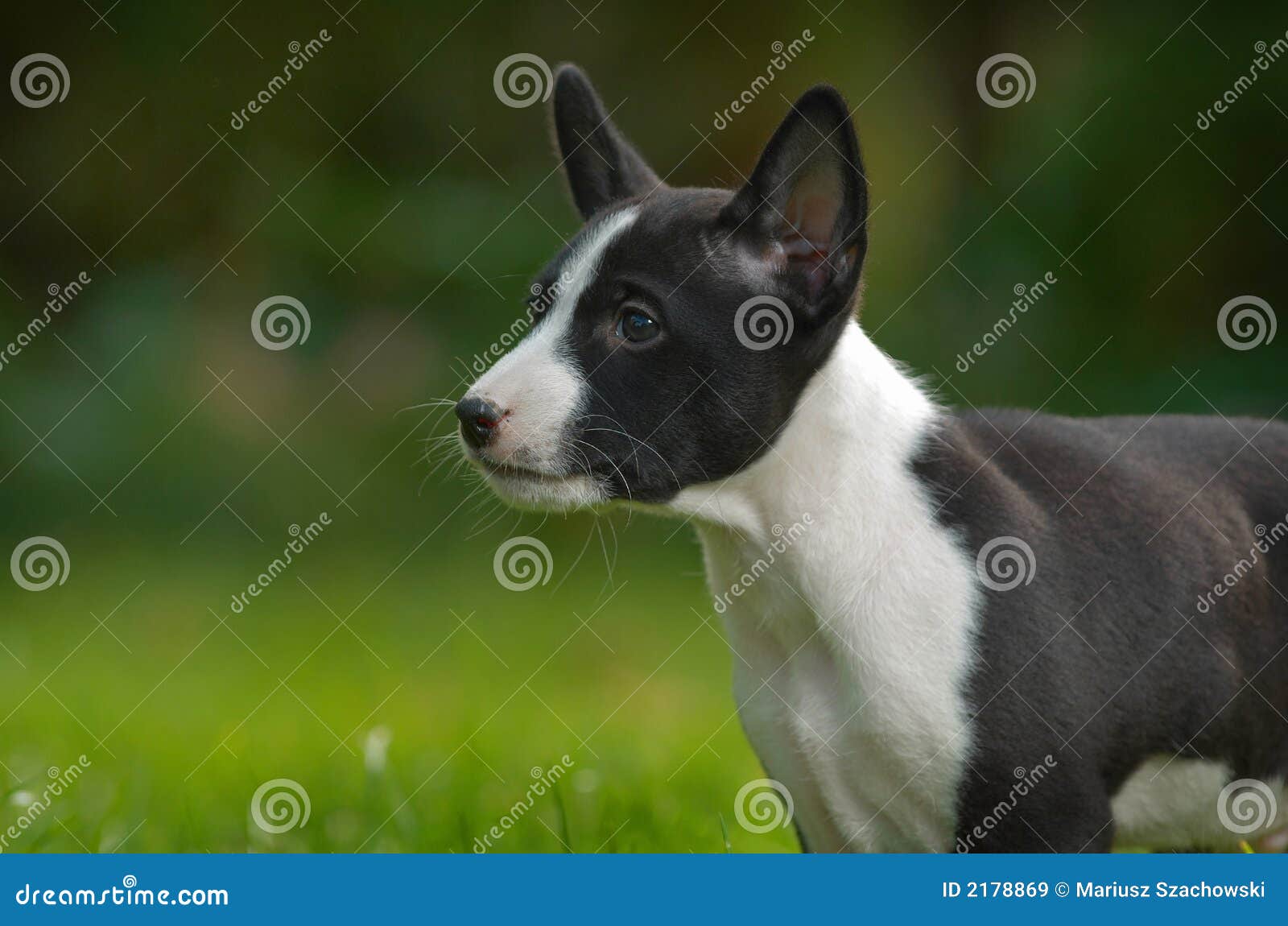 Basenji dog stock image. Image of grass, animal, solitude - 2178869
